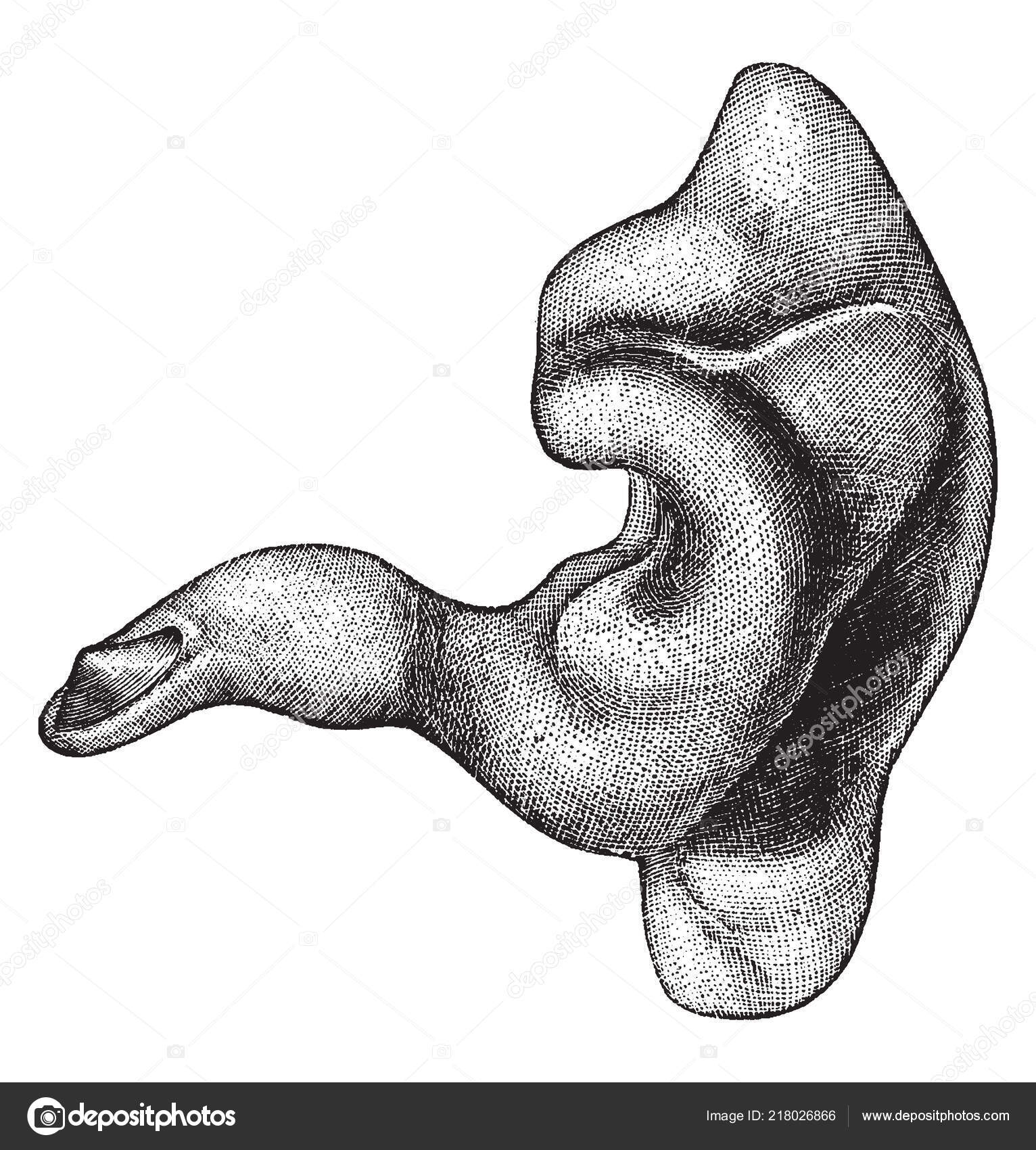 Illustration Represents External Auditory Canal Vintage Line Drawing ...