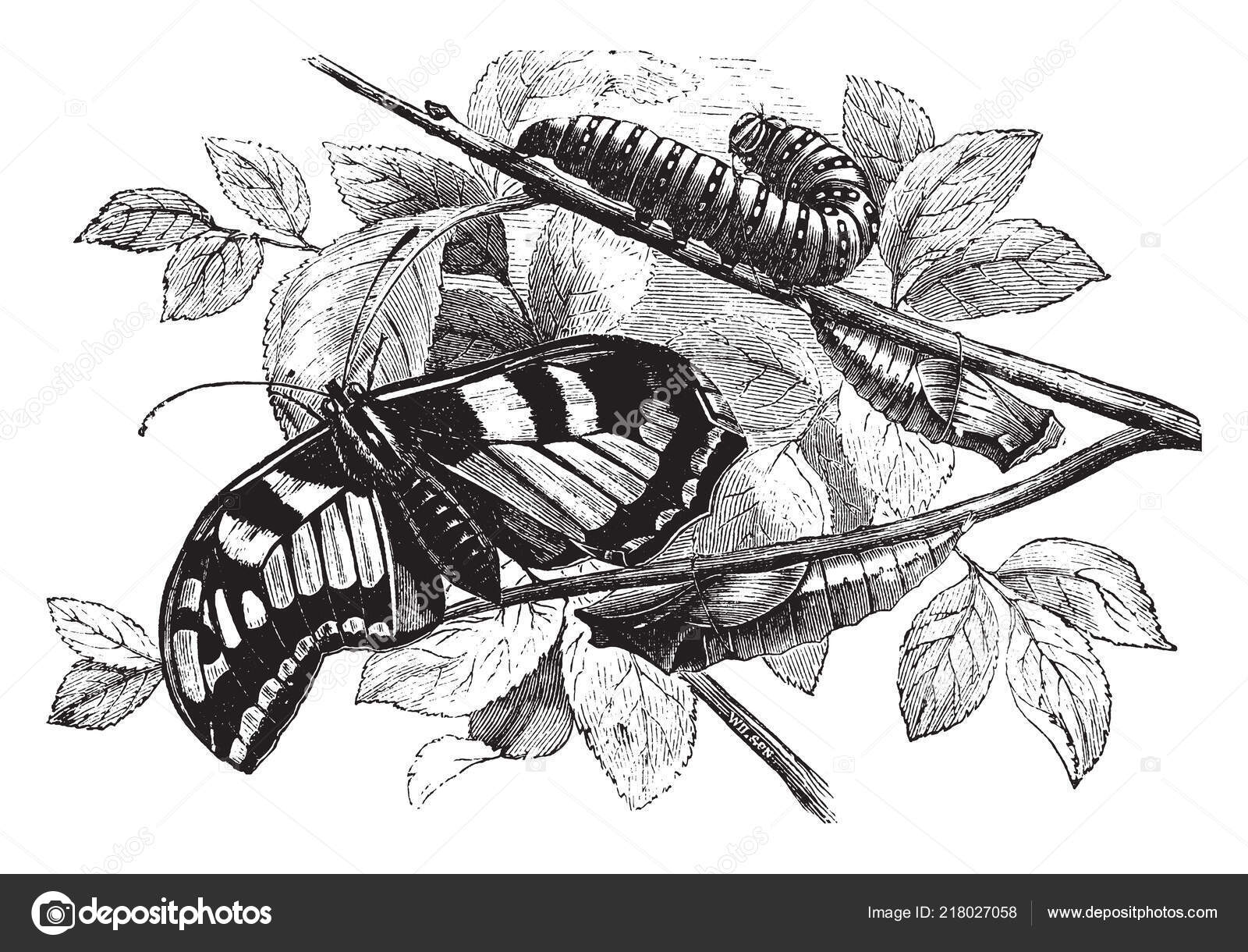 Image Represents Various Stages Development Butterfly Vintage Line ...