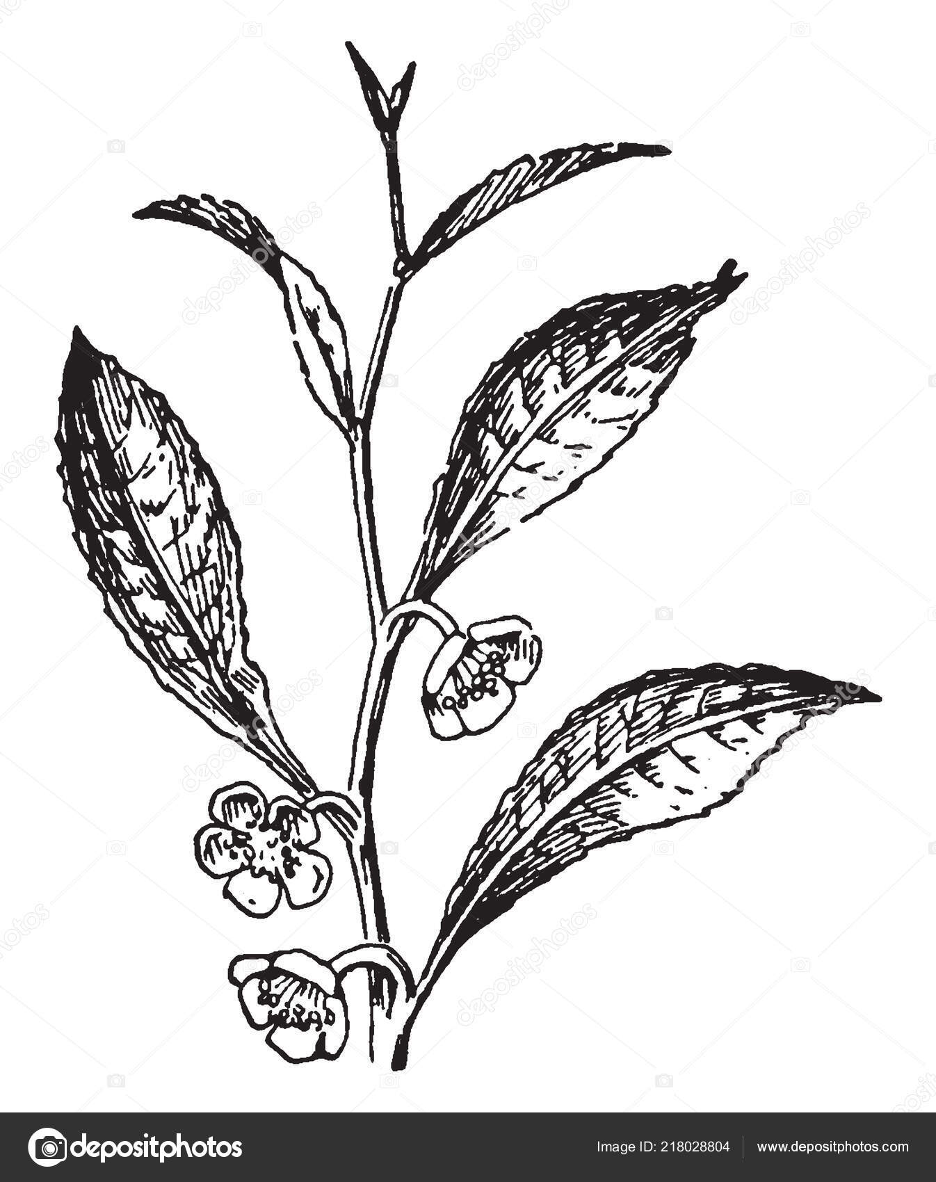 Tea Plant Species Evergreen Shrub Small Tree Flowers Have Petals Stock ...