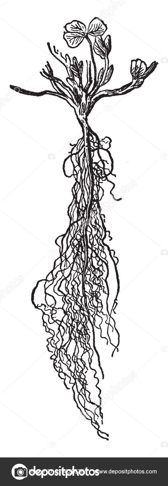 Picture Showing Root System Clover Fibrous Vintage Line Drawing ...