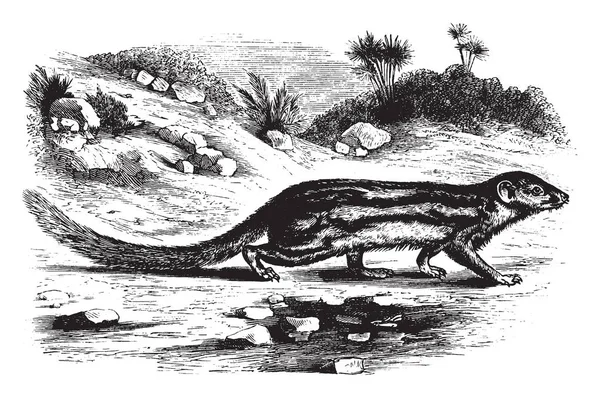 Common Raven or Northern Raven or Corvus corax vintage engraving ...