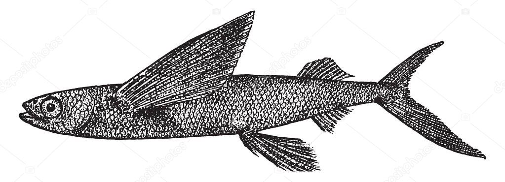 飞鱼科 Vector Art Stock Images | Depositphotos