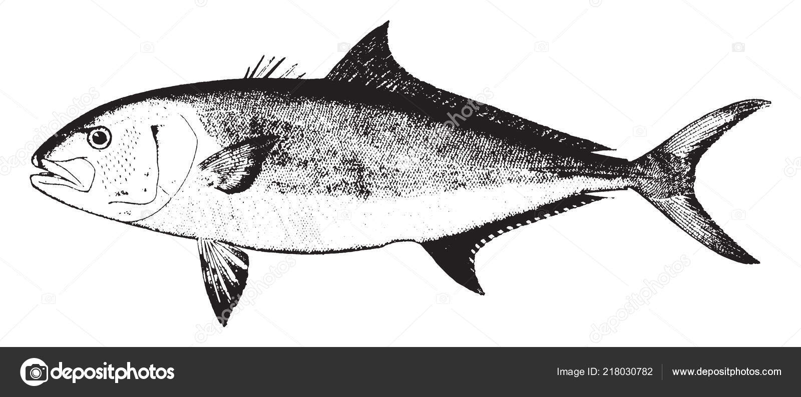 Amberjack Atlantic Pacific Fish Carangidae Family Vintage Line Drawing ...