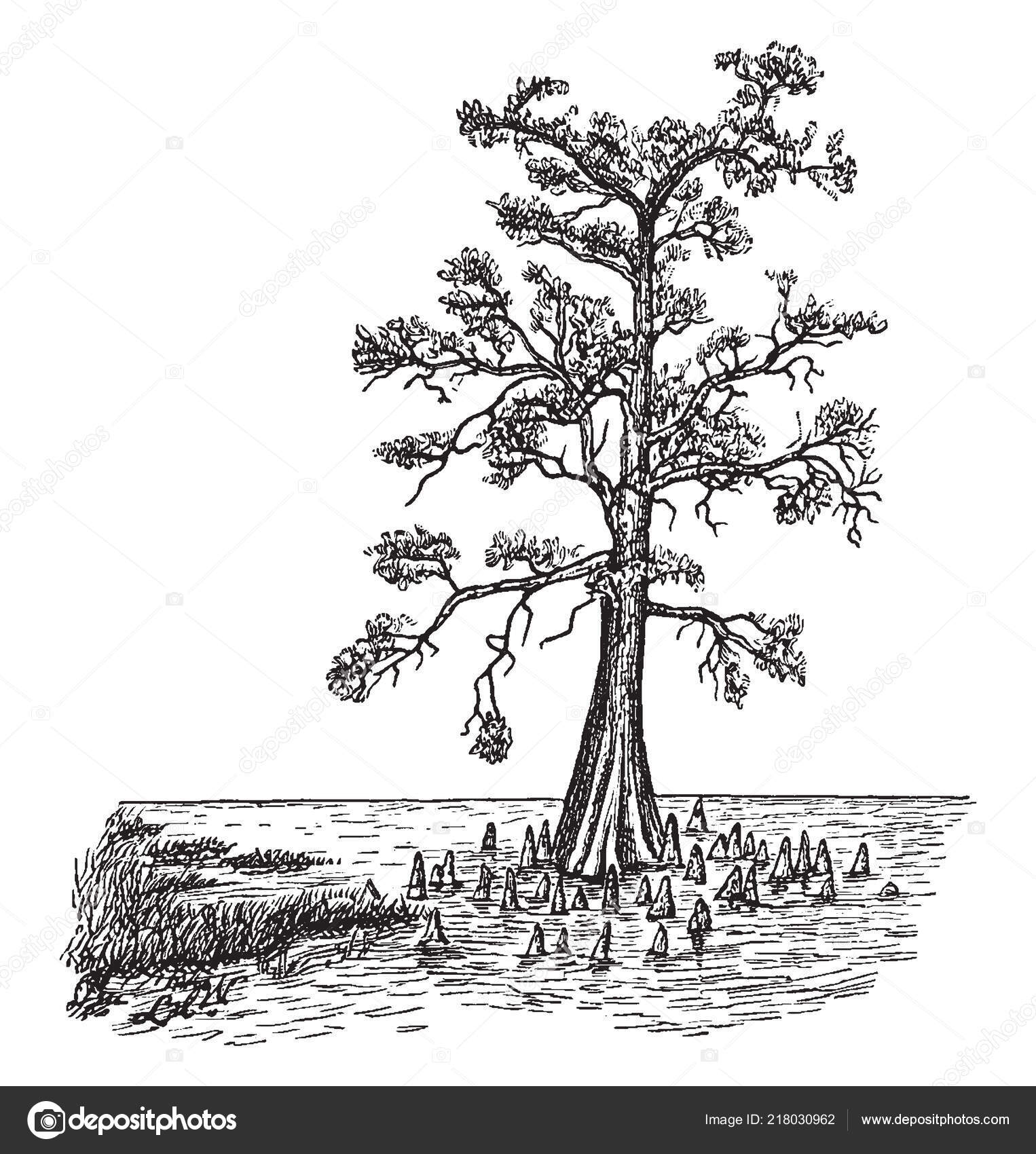 Cypress Tree Swamp Tattoo