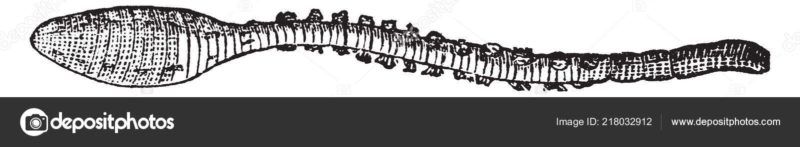 Sandworm Large Marine Worm Phylum Annelida Vintage Line Drawing ...
