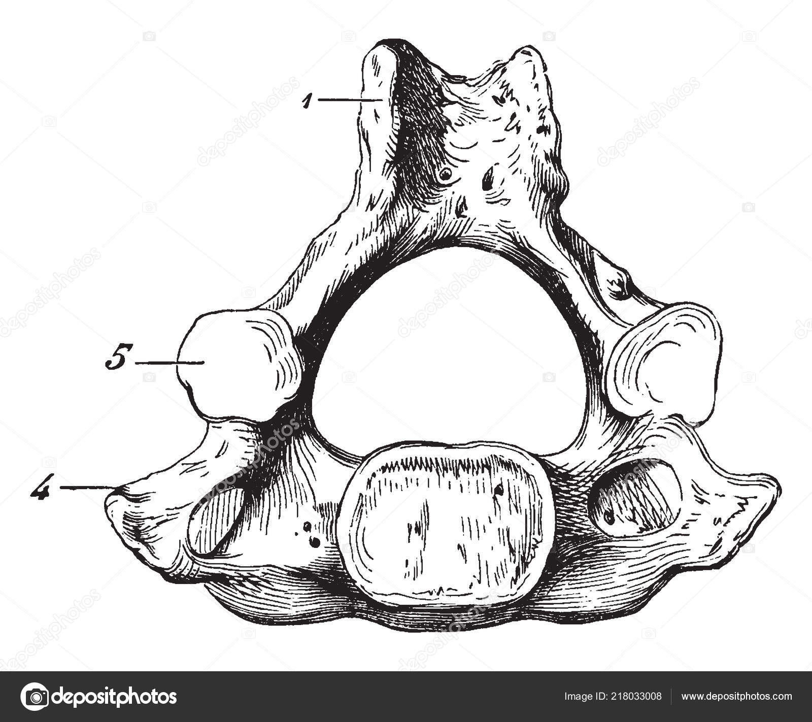 Illustration Represents Human Cervical Vertebra Bone Vintage Line ...