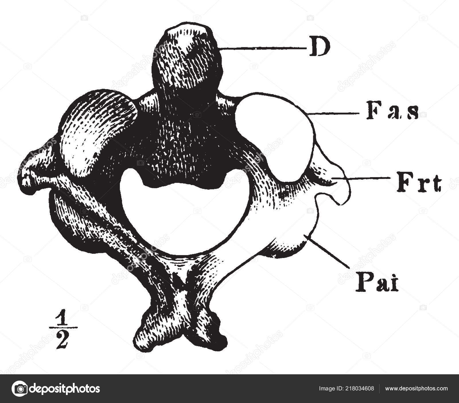 Illustration Represents Axis Which 2Nd Cervical Vertebra Vintage Line ...