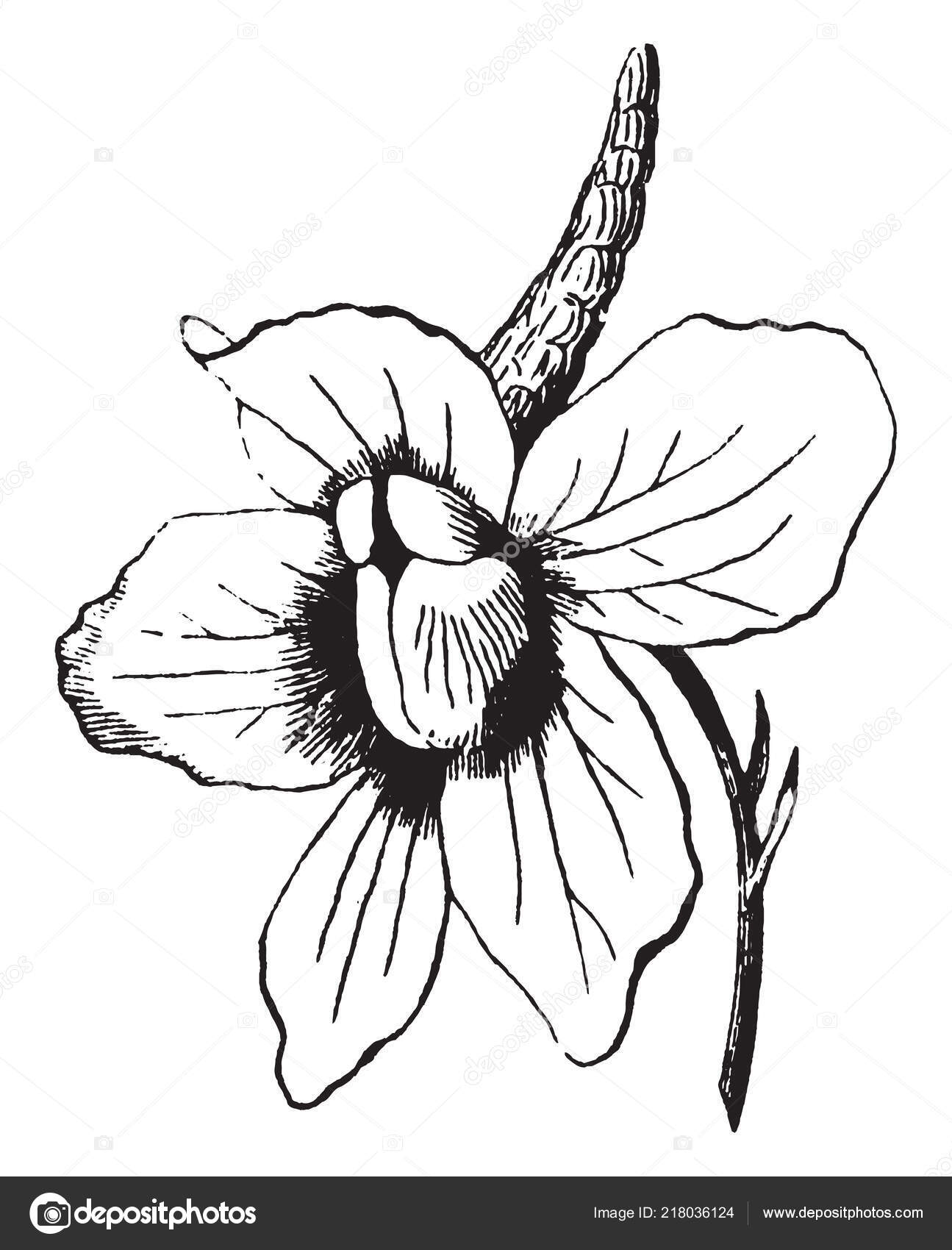 Showing Flower Has Five Petals Stem Support Single Flower Flowers Stock ...