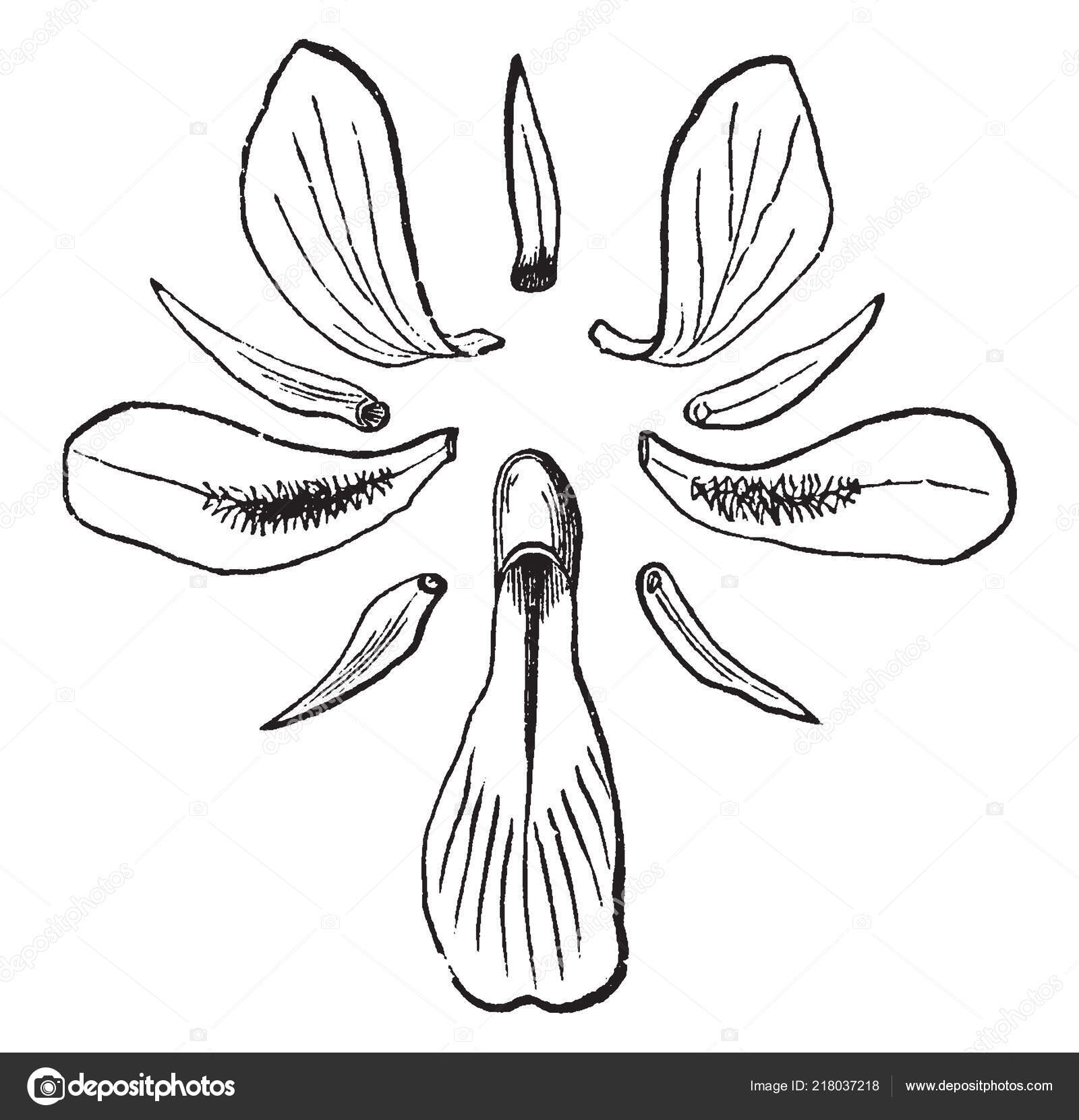 Picture Calyx Corolla Violet Flower Five Smaller Parts Sepals Five ...