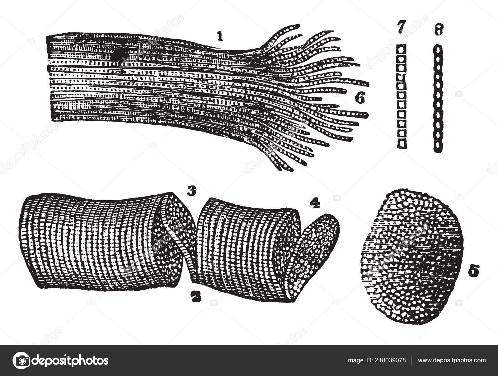Illustration Represents Striped Muscle Vintage Line Drawing Engraving ...