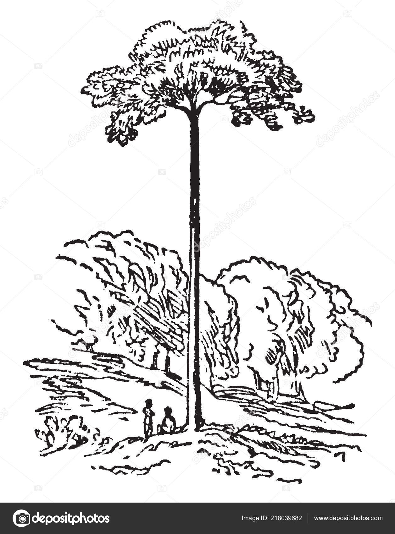 Picture Tall Tree Two People Sitting Tree Looking Small Toys — Stock ...