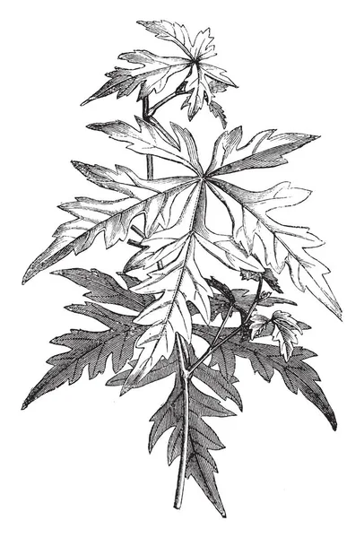 51 Midrib Vector Images, Midrib Illustrations | Depositphotos