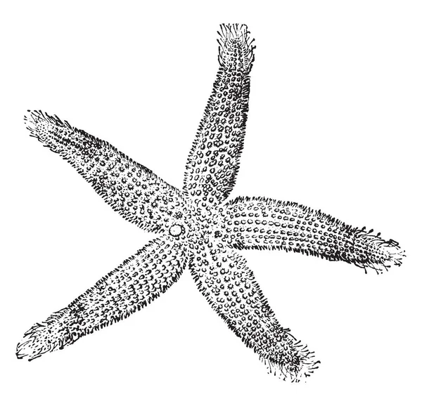 101 Echinoderm Vector Images, Echinoderm Illustrations | Depositphotos