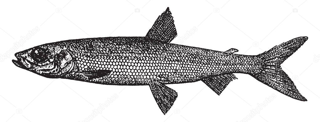 ᐈ Whitefish montana stock pics, Royalty Free whitefish pictures ...