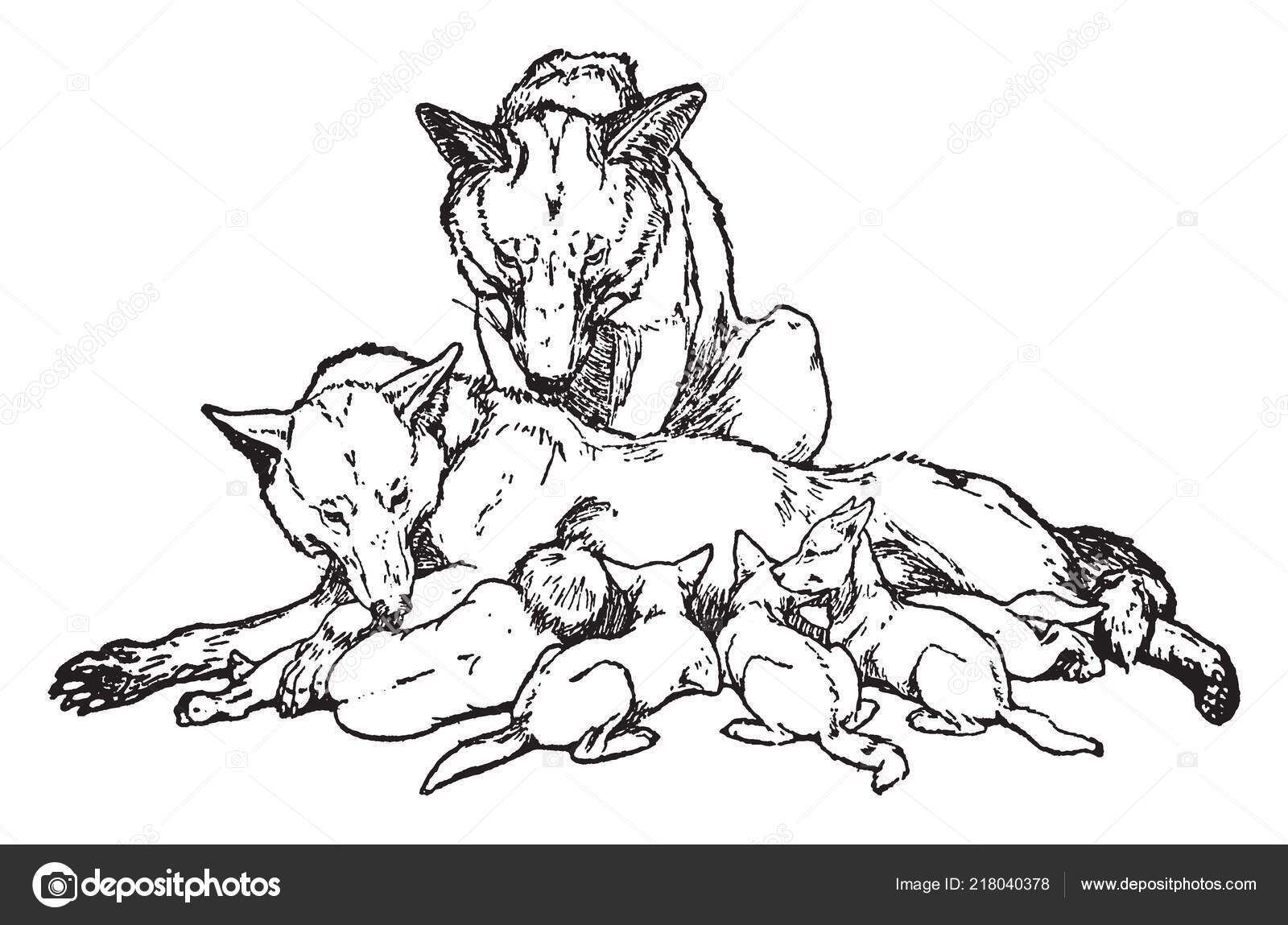 Hermanos Mowgli Esta Imagen Muestra Lobo Alimentando Cuatro Lobos Bebés ...