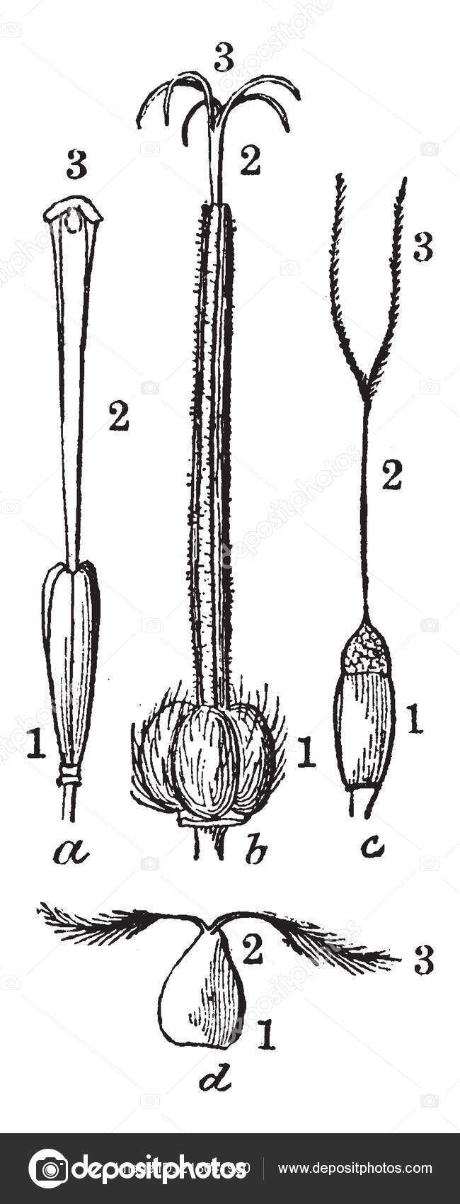 Image Showing Pistil Example Image Showing Different Shaped Pistil ...