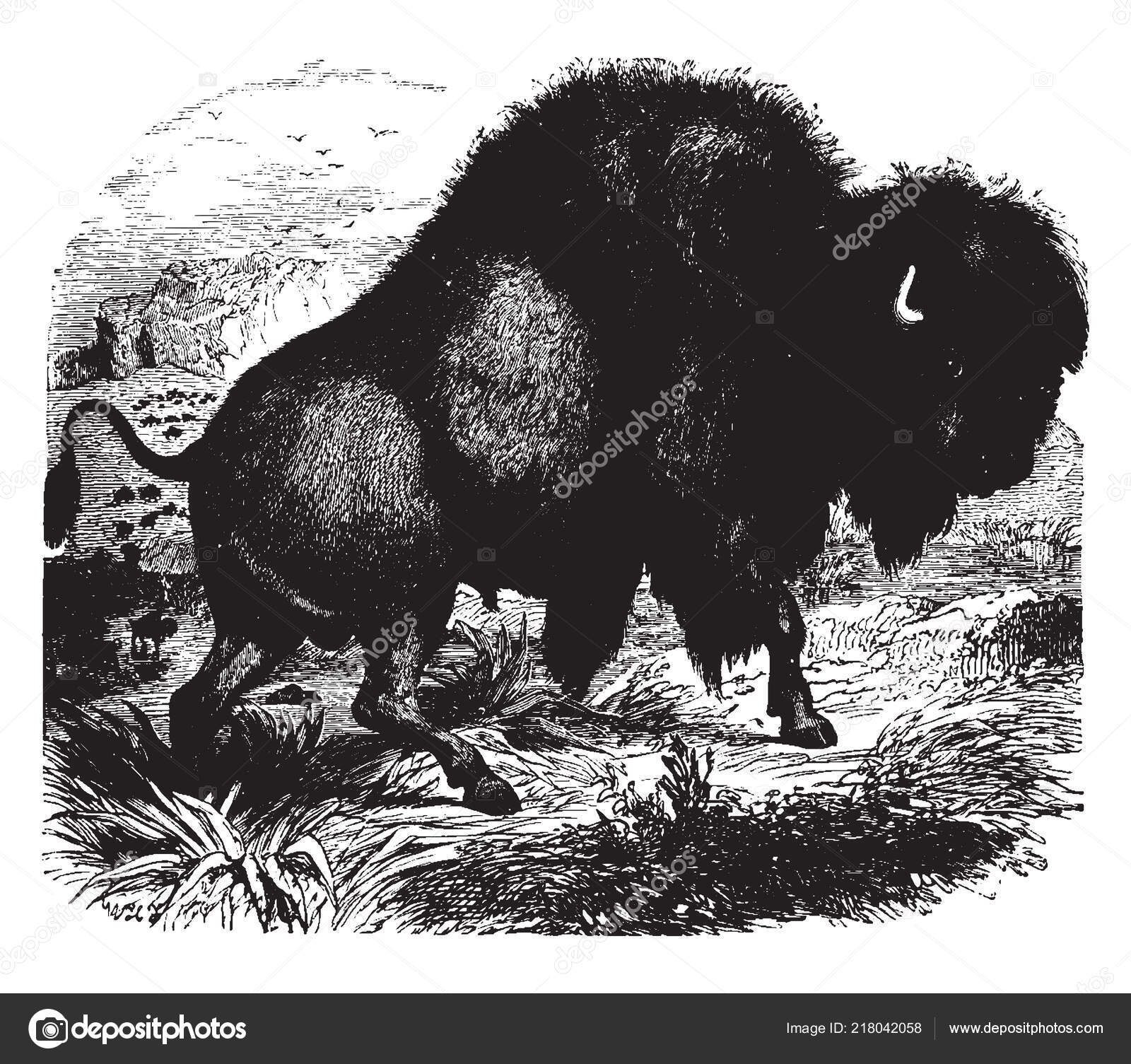 American Bison North American Species Bison Vintage Line Drawing ...