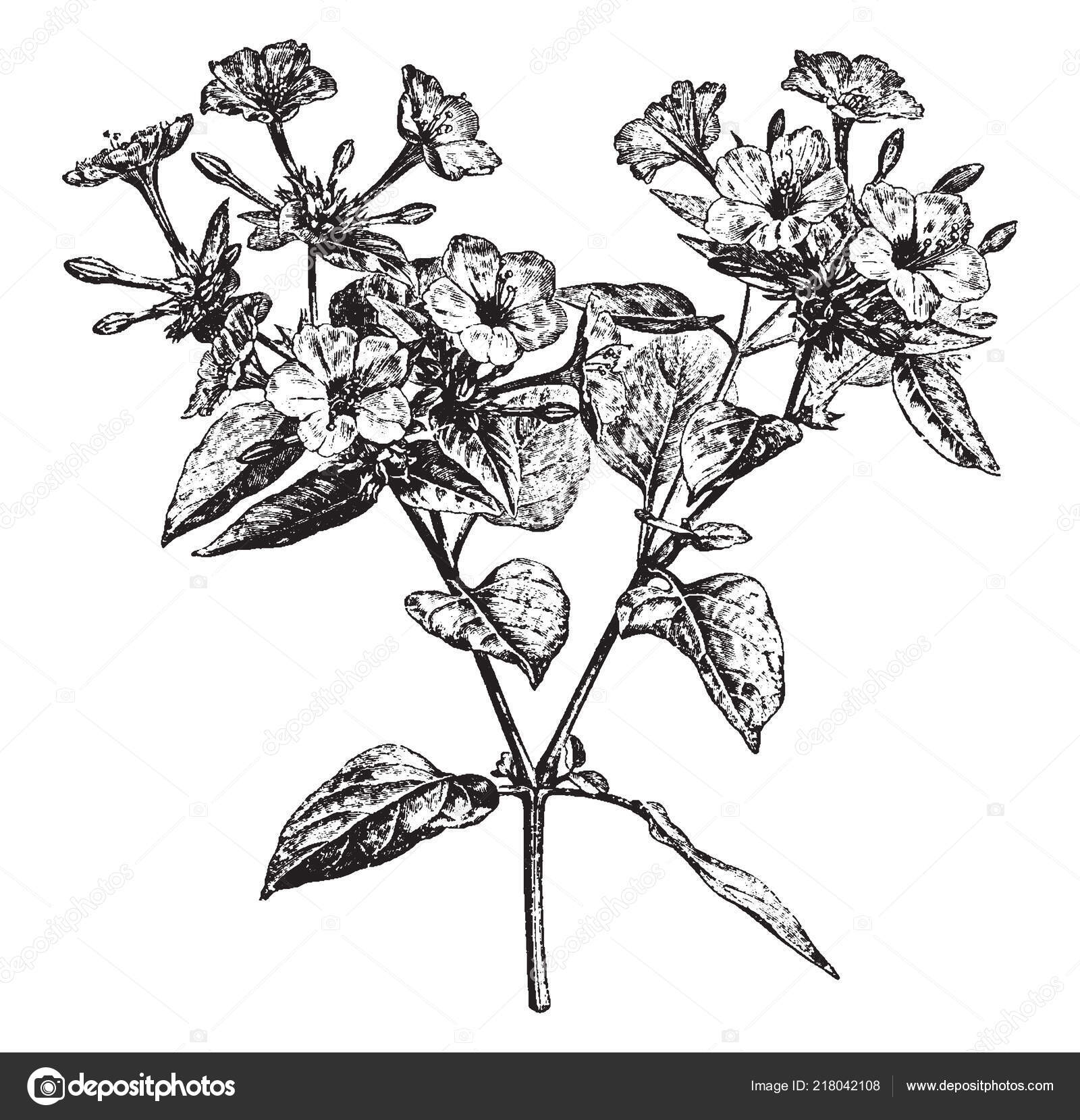 Picture Showing Branch Flower Common Marvel Peru Also Called Mirabilis ...