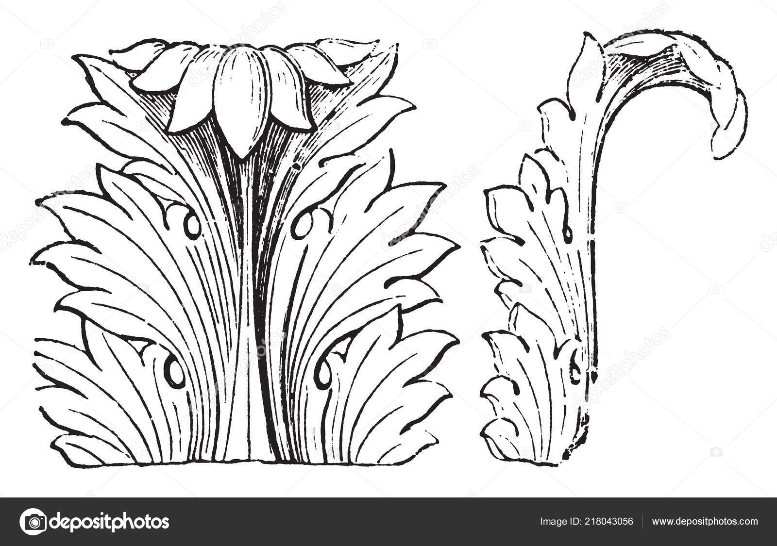 Clipart De Folha De Acanto