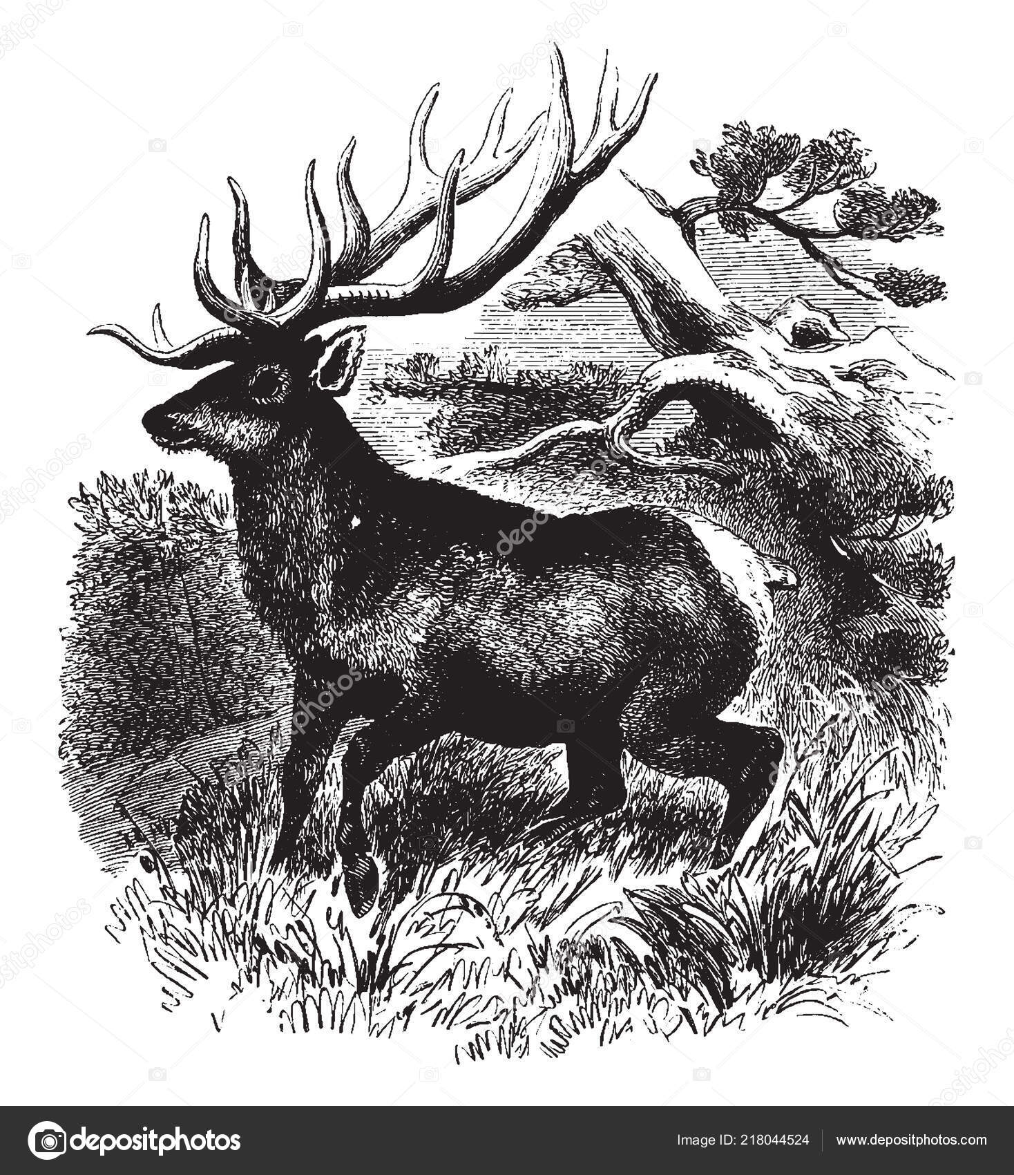 American Elk One Largest Land Mammals North America Vintage Line Stock ...