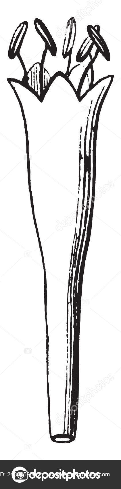 Petal Arranged Each Other Stigma Five Petals Fused Distinctive Tube ...