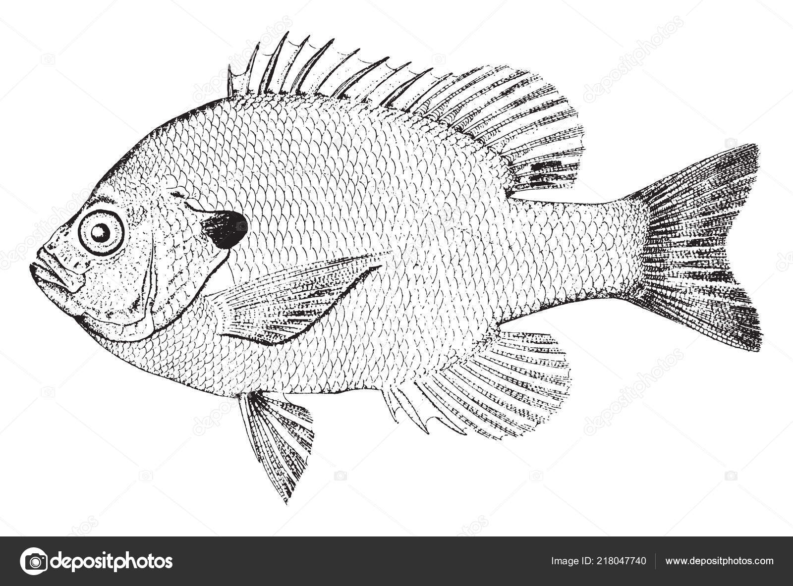 Freshwater Sunfish Species