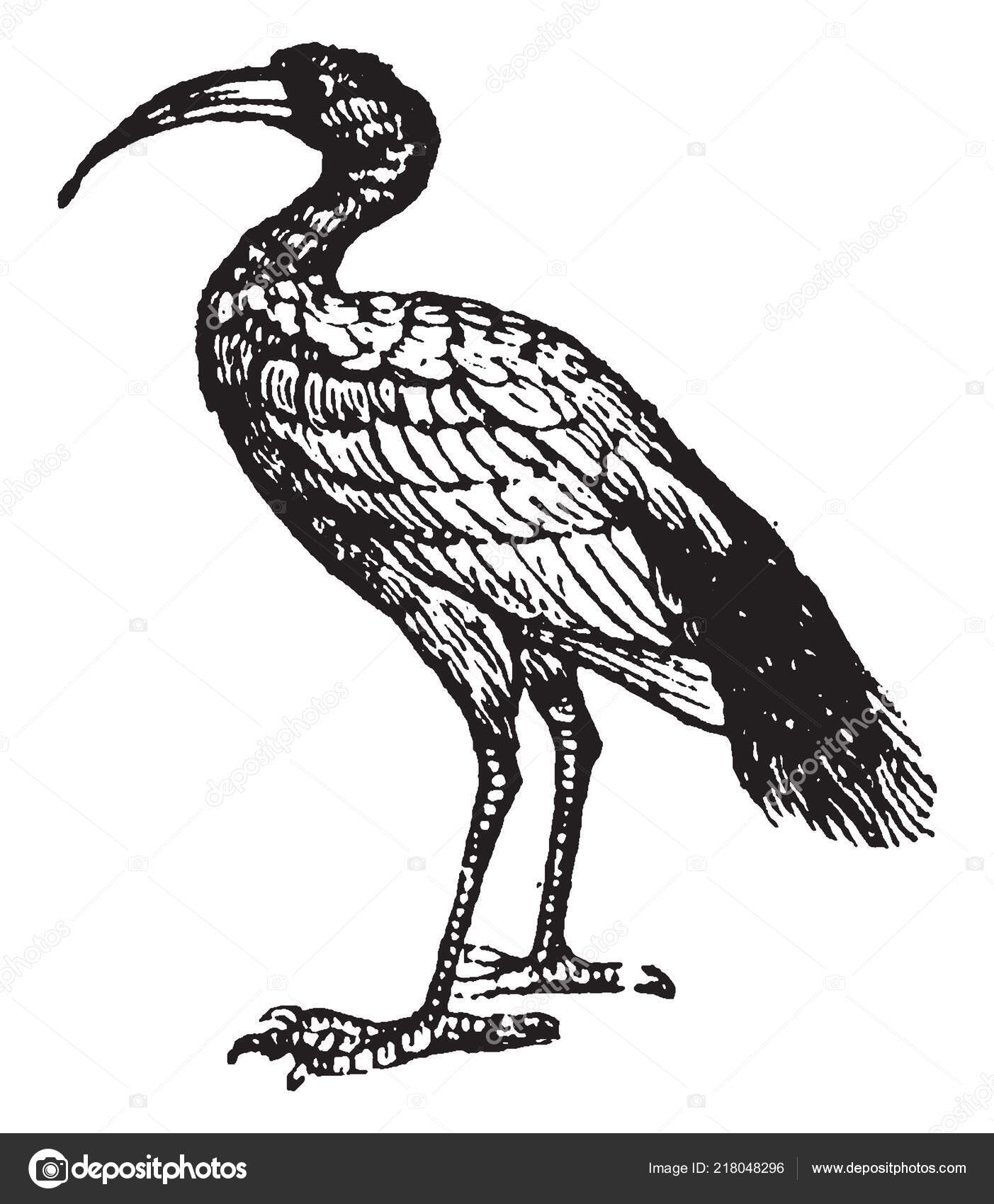 Sacred Ibis White Color Long Glossy Vintage Line Drawing Engraving ...