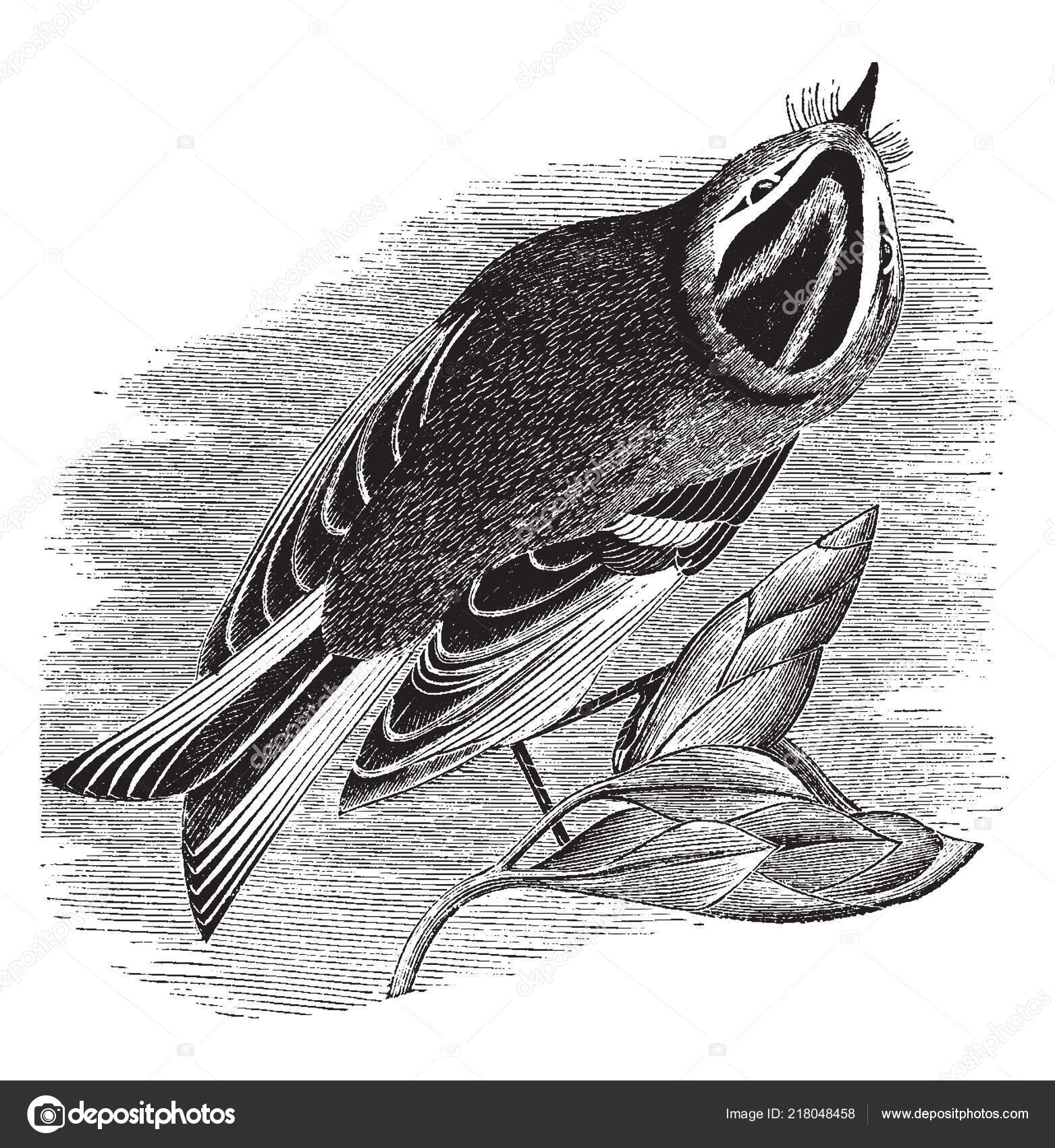 Golden Crested Kinglet Very Small Songbird Vintage Line Drawing ...