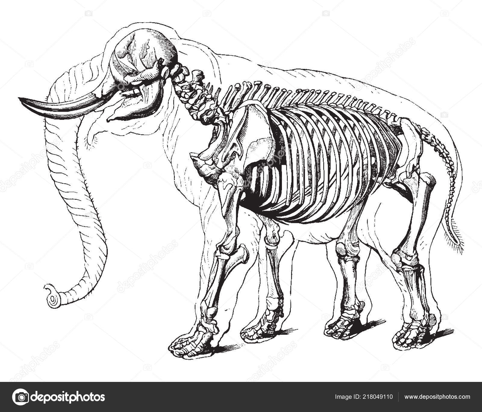 Elephant Skull Drawing