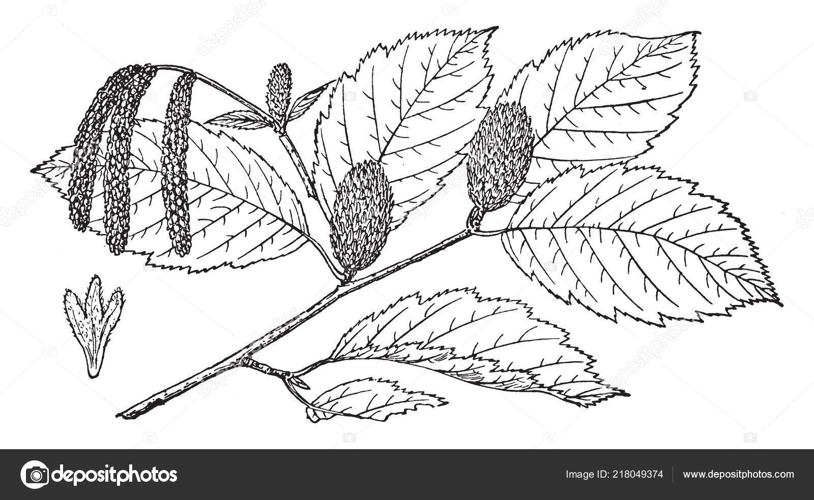 Yellow Birch Leaf Drawing