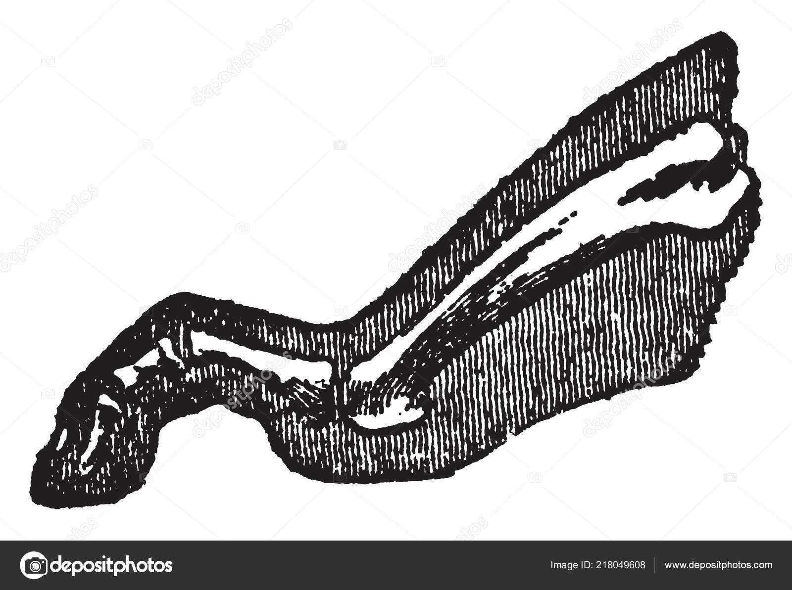 Foot Part Lower Extremity Leg Which Stand Walk Vintage Line Stock ...