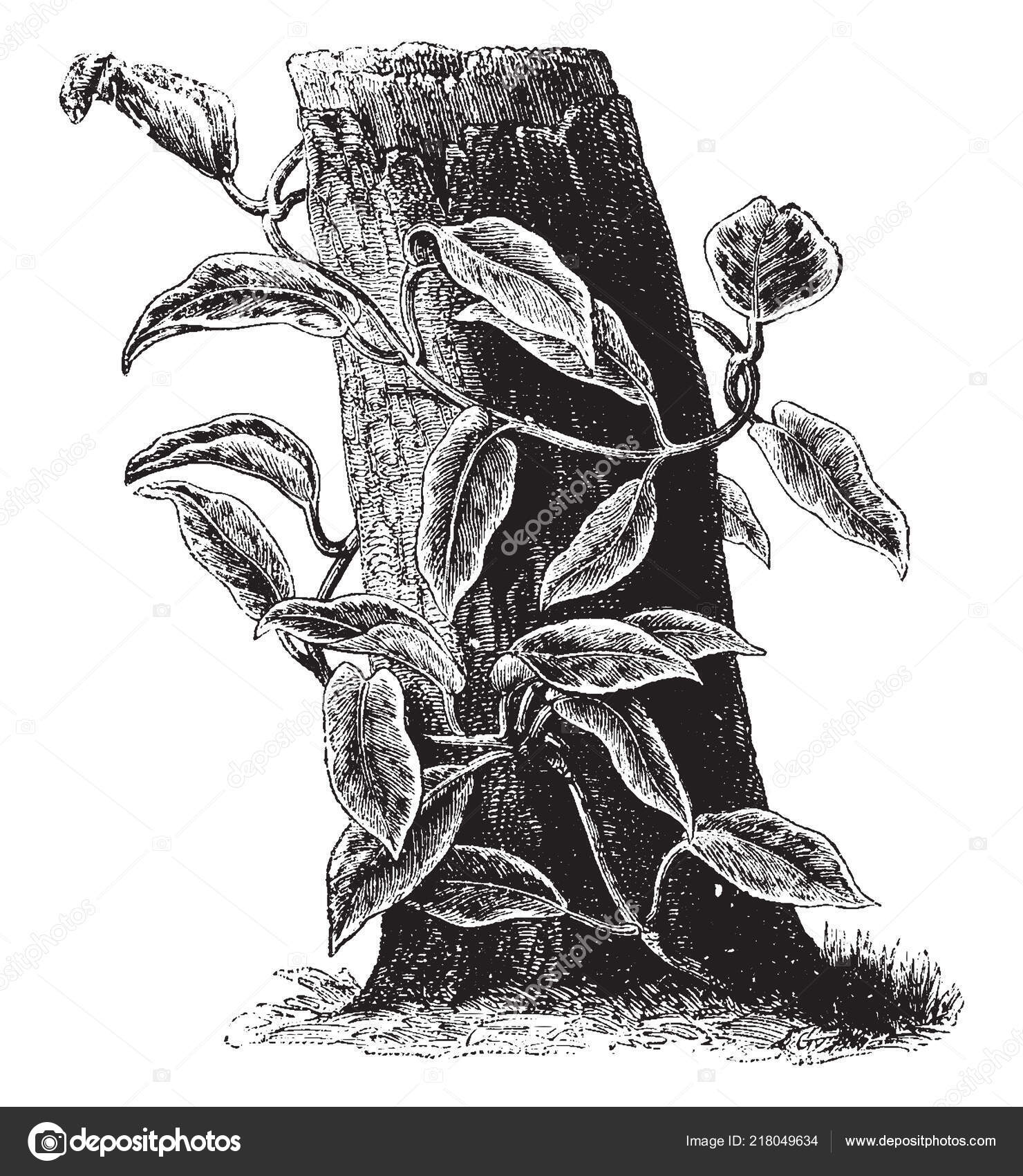 Image Shows Hoya Carnosa Also Known Wax Flower Hoya Carnosa Stock ...