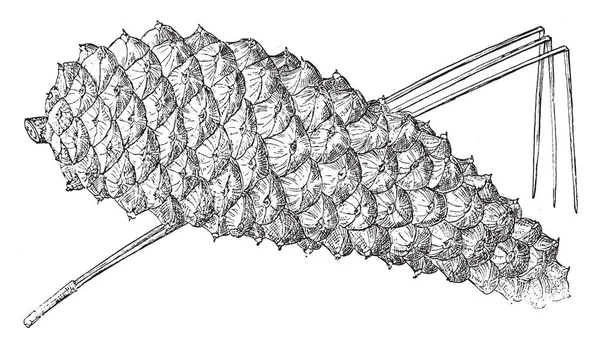 Longleaf Pine Drawing