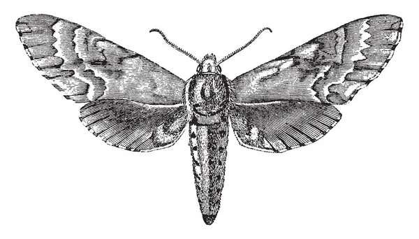 100,000 Lycaenidae Vector Images | Depositphotos