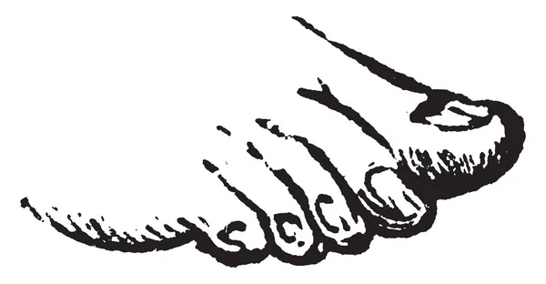 Ten Toes Clipart Black