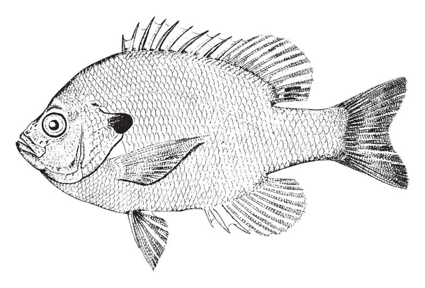 42 Bluegill fish Vector Images | Depositphotos
