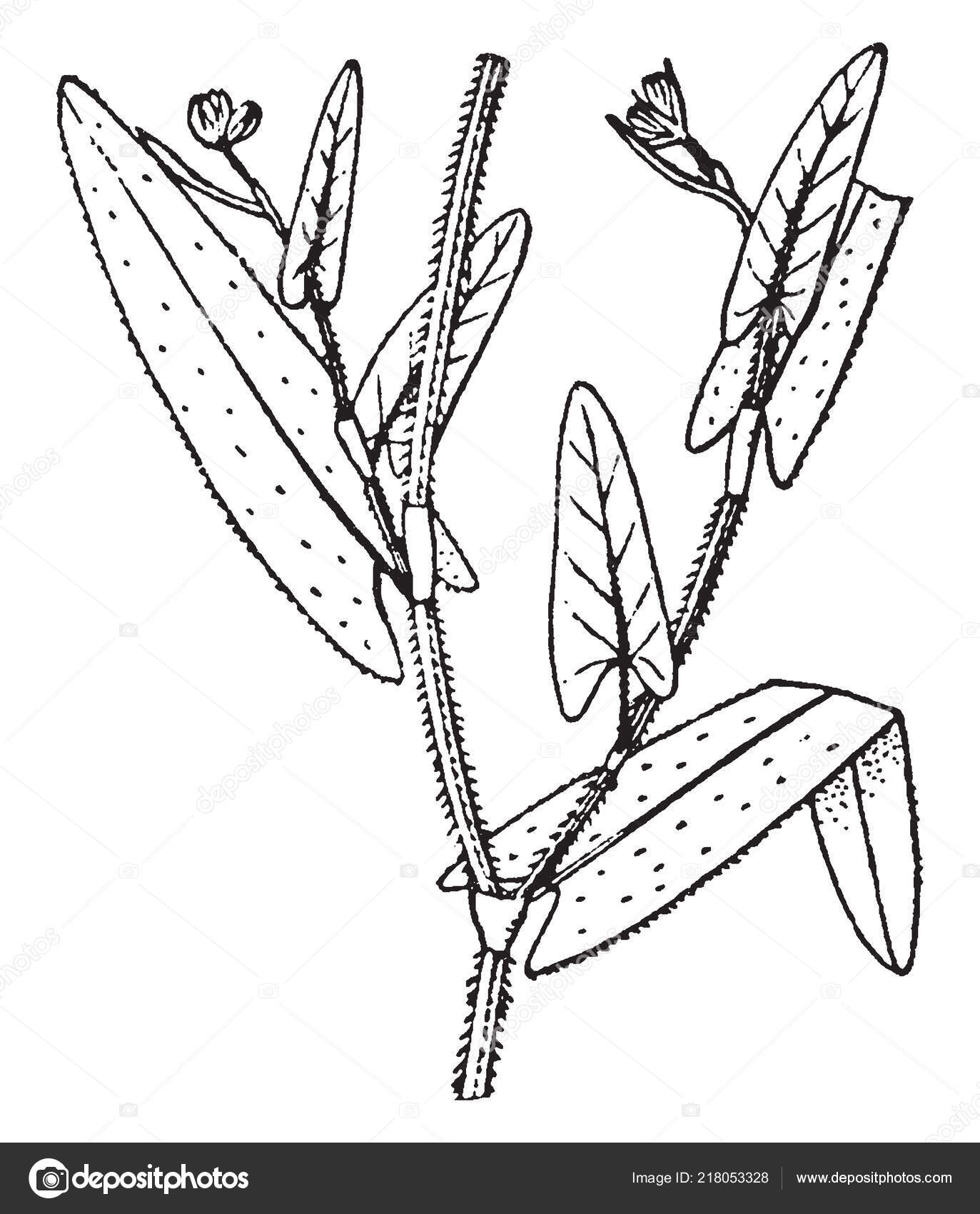 Smooth Edged Leaves Long Vary Shape Species Narrow Lanceolate Oval ...