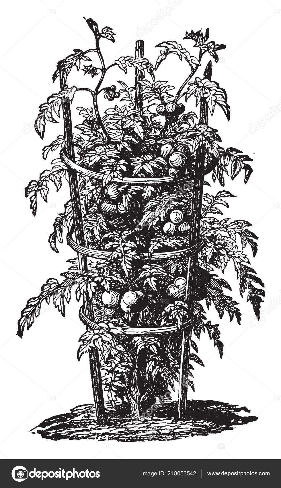 Tomato Plant Line Drawing