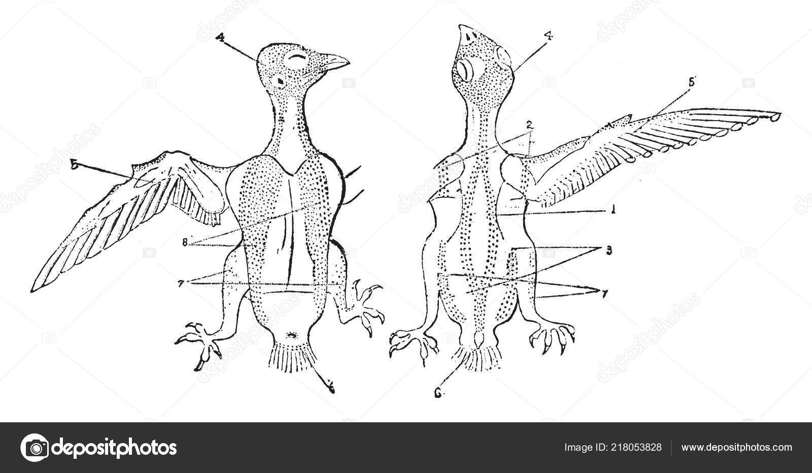 Illustration Represents Pterylosis Cypselus Apus Vintage Line Drawing ...