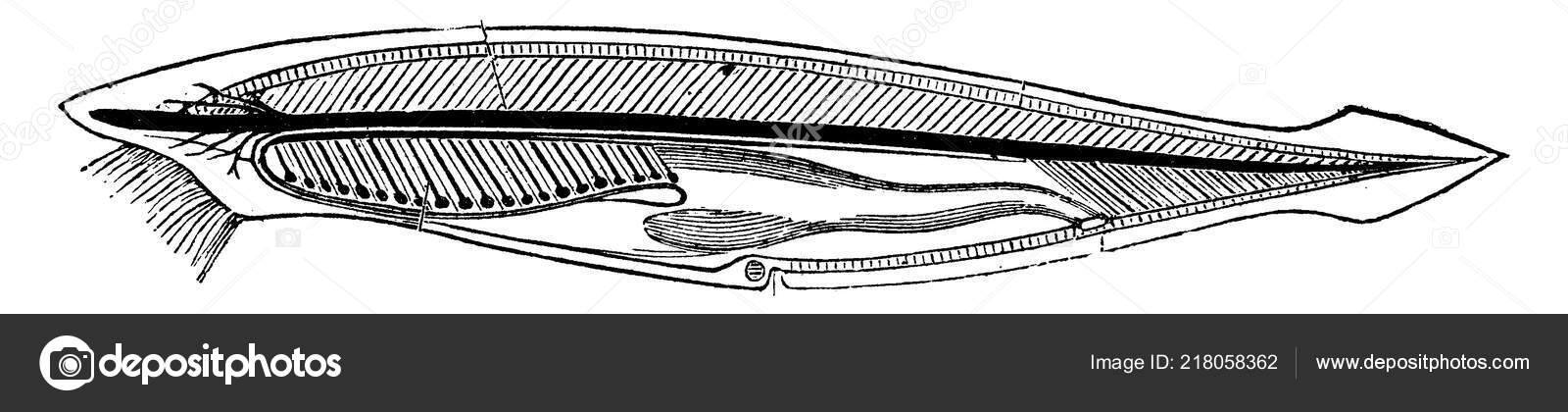Lancelet Amphioxus Vintage Engraved Illustration Vie Dans Nature 1890 ...