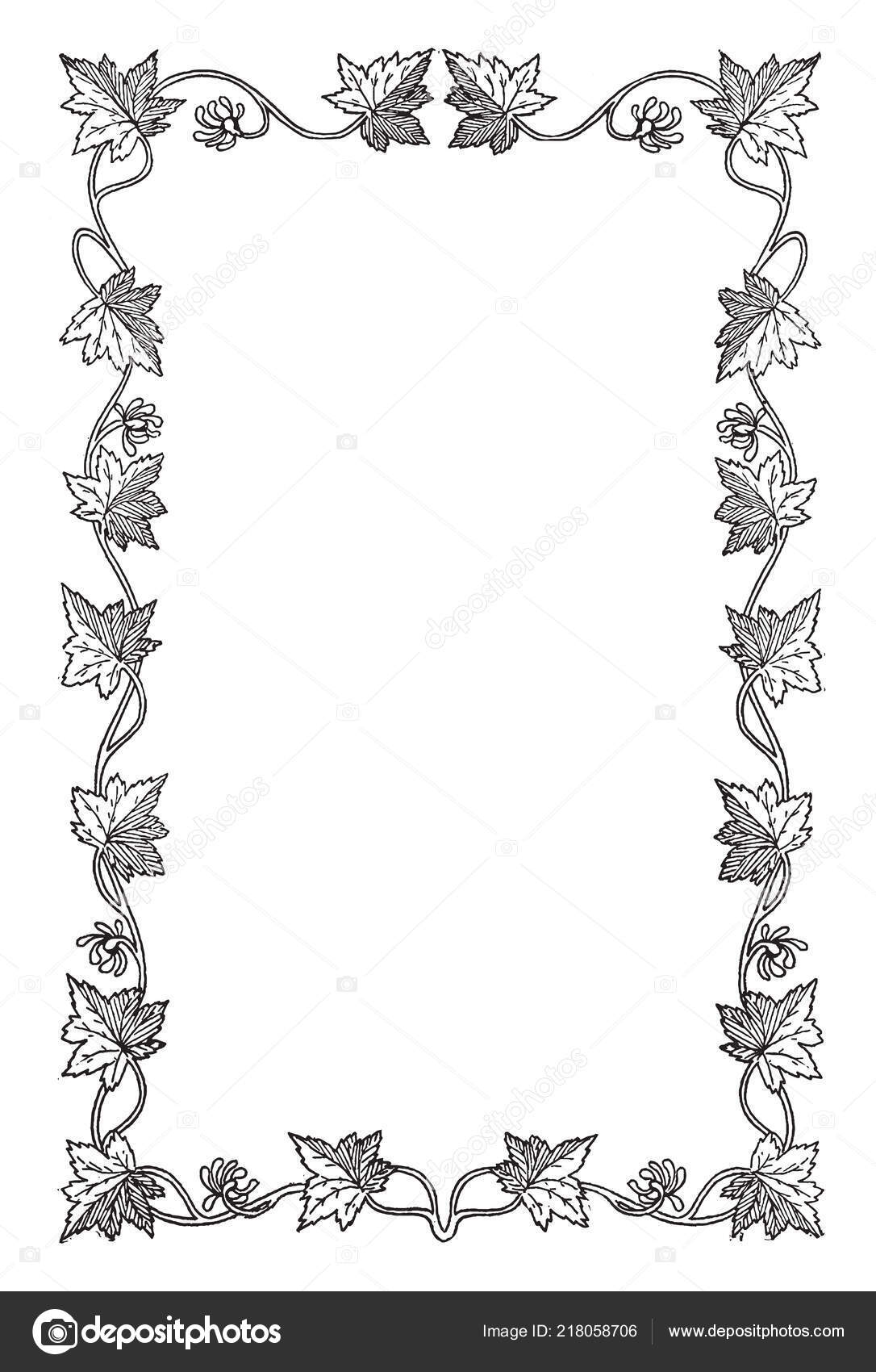 Maple Leaf Vines Pattern Frame Vintage Line Drawing Engraving ...