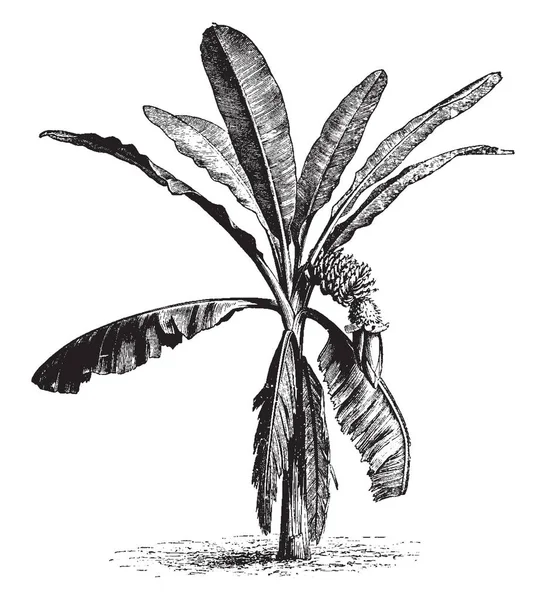 27,759,489 Complanata Vector Images | Depositphotos