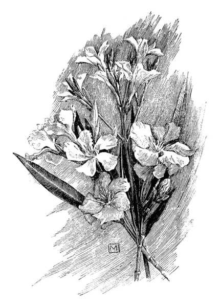 Laevulose de rosen Stock Photos, Royalty Free Laevulose de rosen Images ...