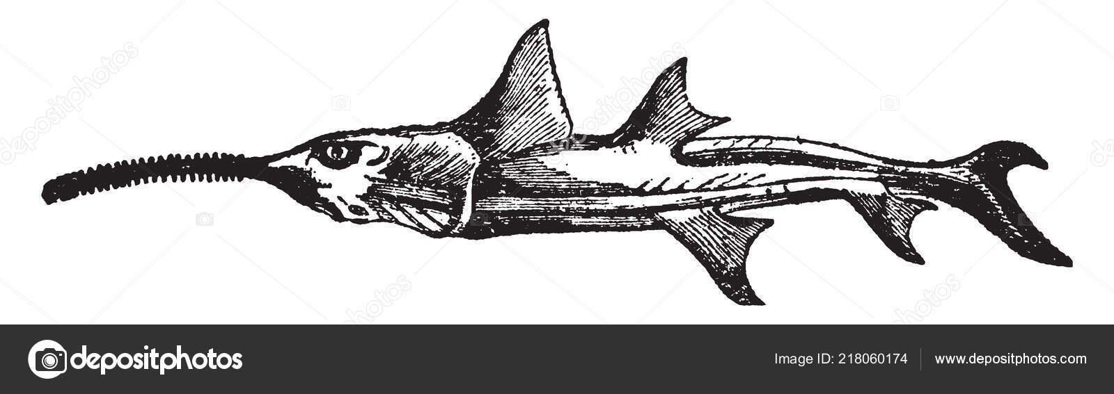 Sawfish Genus Fish Bearing Resemblance Both Sharks Rays Vintage Line ...