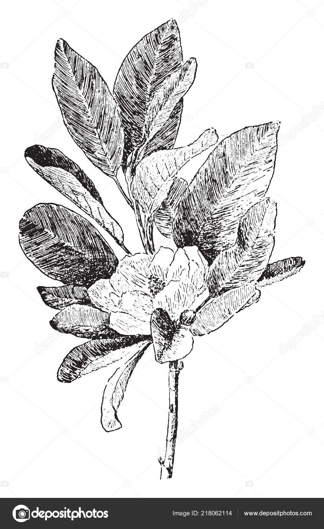 Shrub Tree Magnolia Large Leaves Flower Vintage Line Drawing Engraving ...