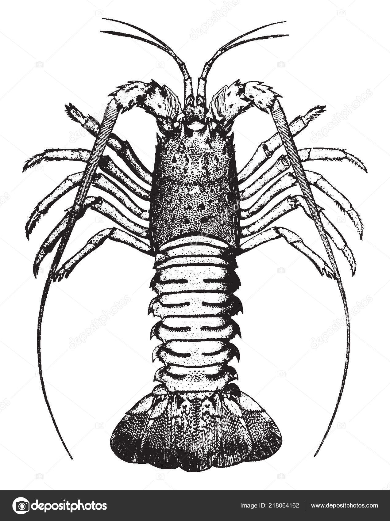 Image vectorielle Crawfish Est Homard D'eau Douce Dessin Ligne Vintage ...