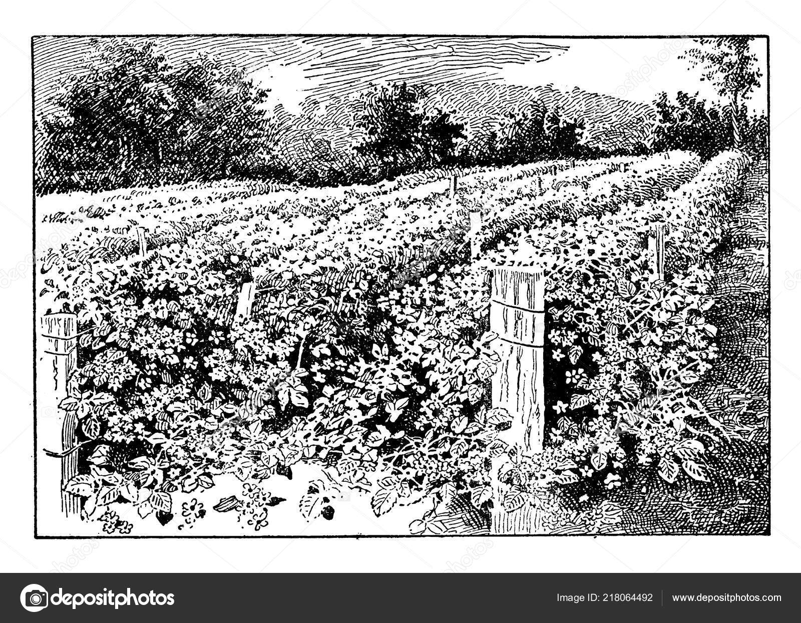 Kapatagan Clipart Black And White