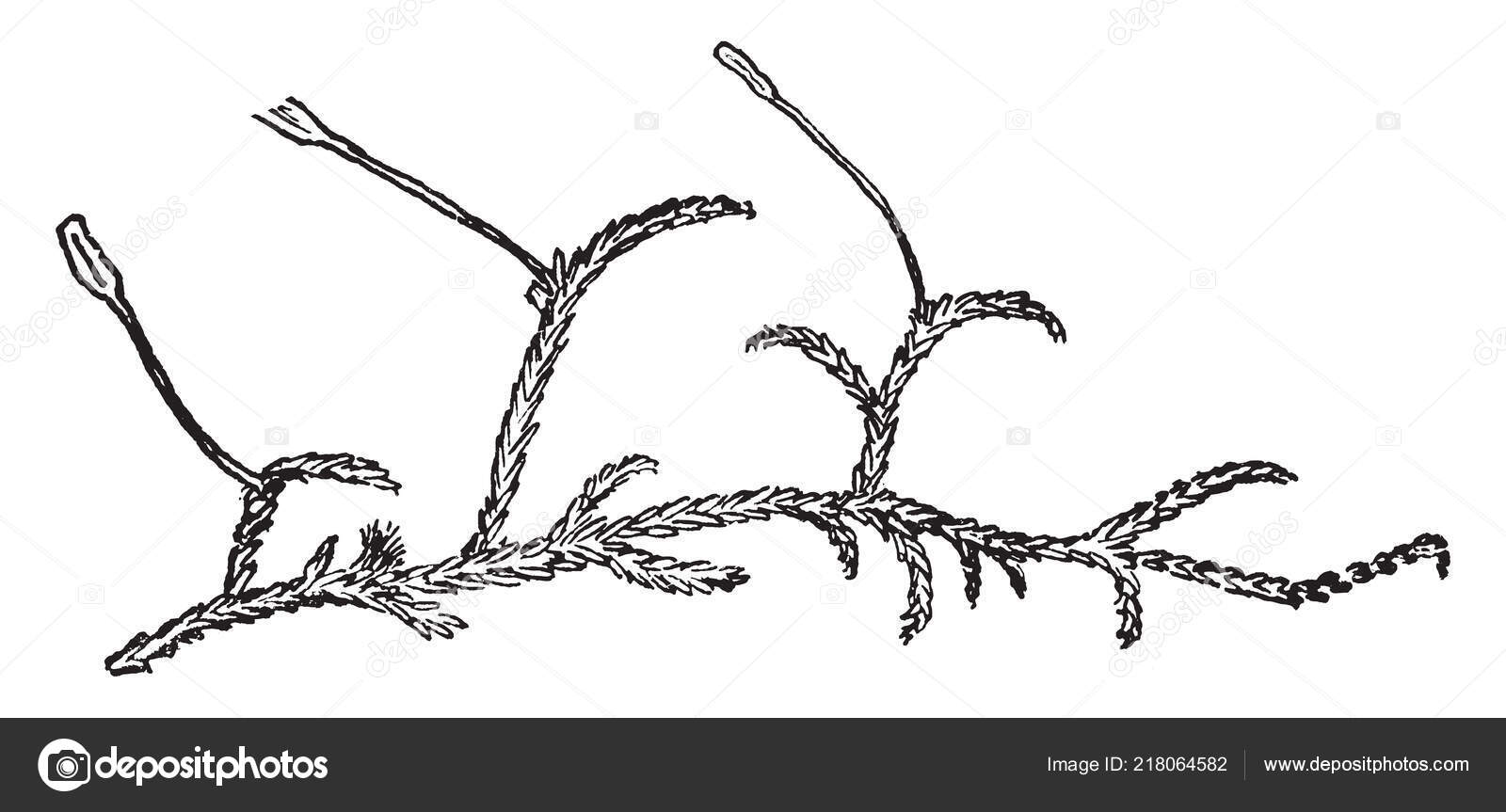 Image Peat Moss Peat Moss Commonly Known Sphagnum Accumulations Peat ...