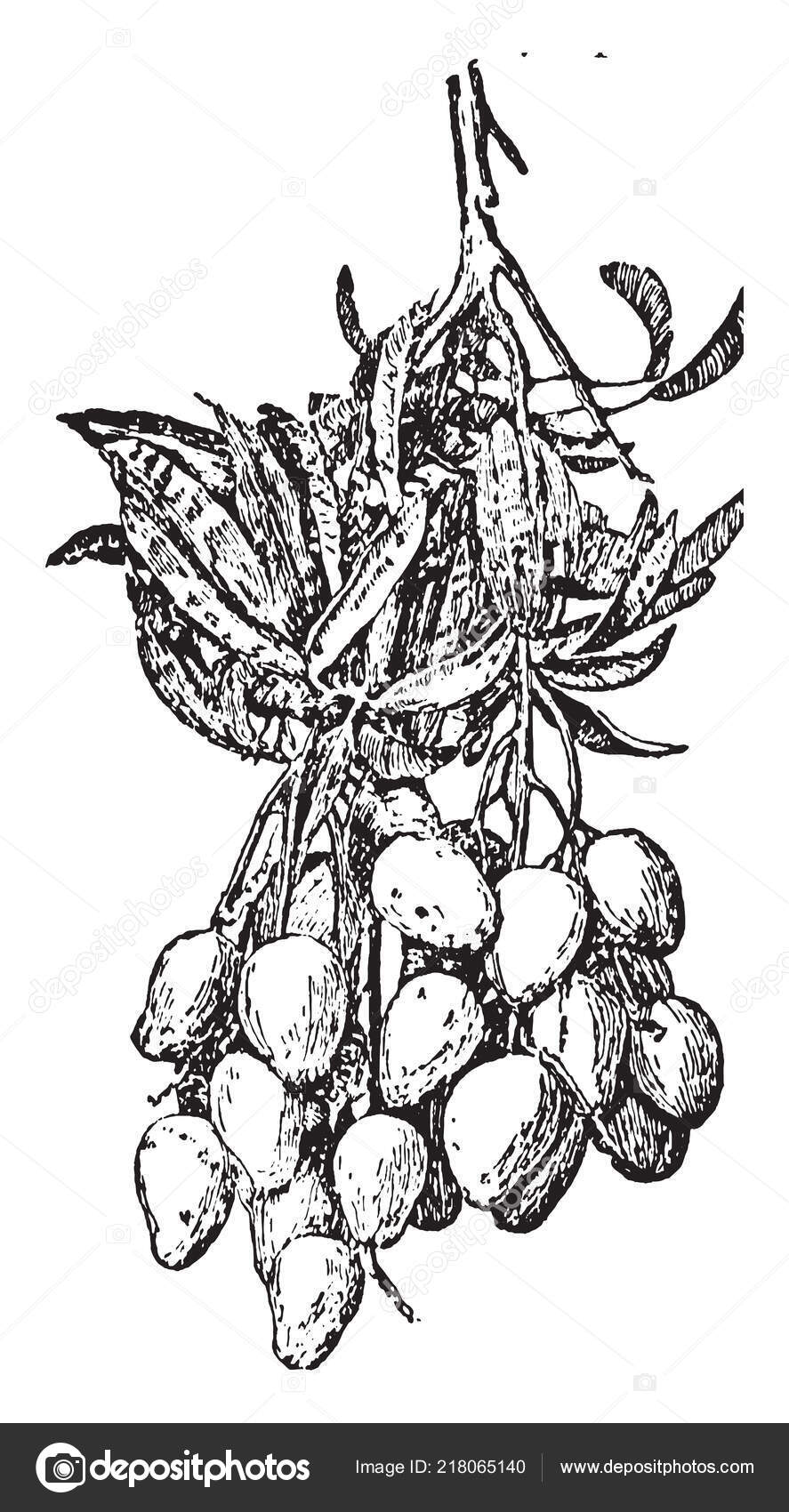 Mango Tree Tree Which Mango Fruit Grows Vintage Line Drawing Stock ...