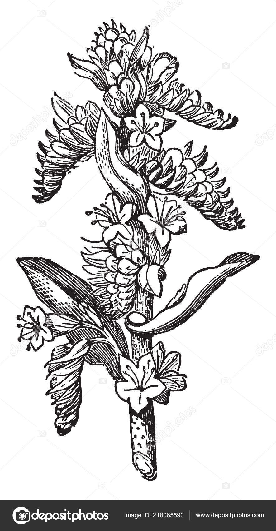 Viper's Bugloss Biennial Perennial Plant Growing Tall Vintage Line ...